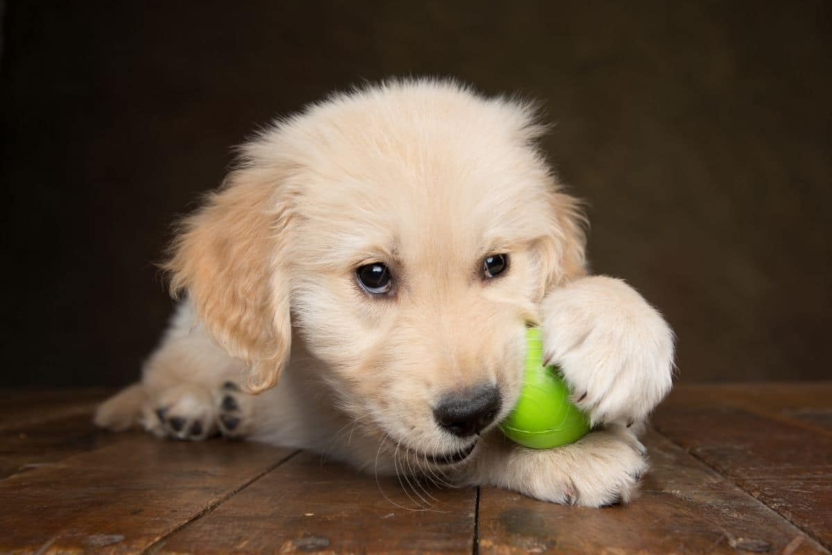 How to Help a Teething Puppy: Our Top Puppy Teething Tips - shelf